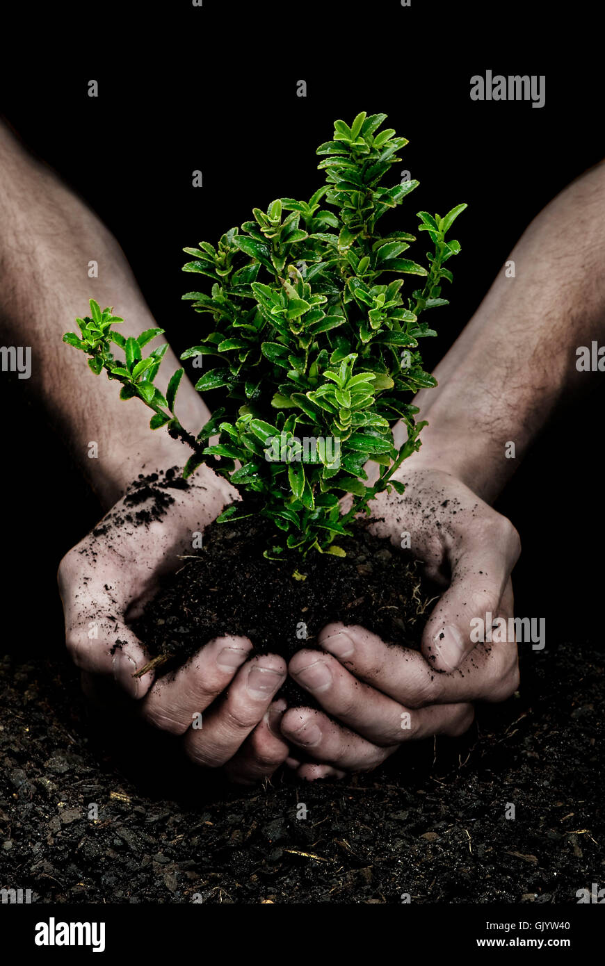 Tree ground hi-res stock photography and images - Alamy