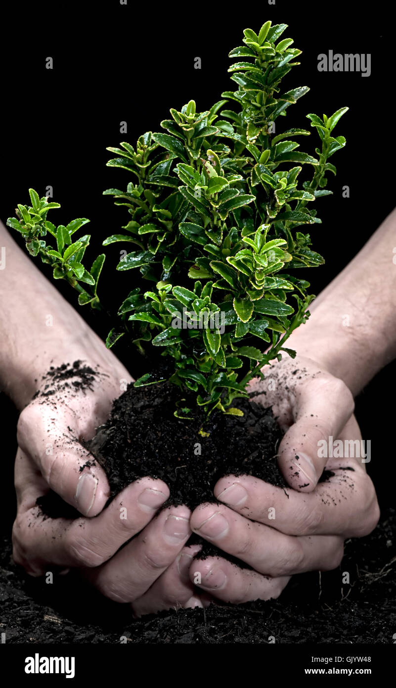 tree ground soil Stock Photo - Alamy