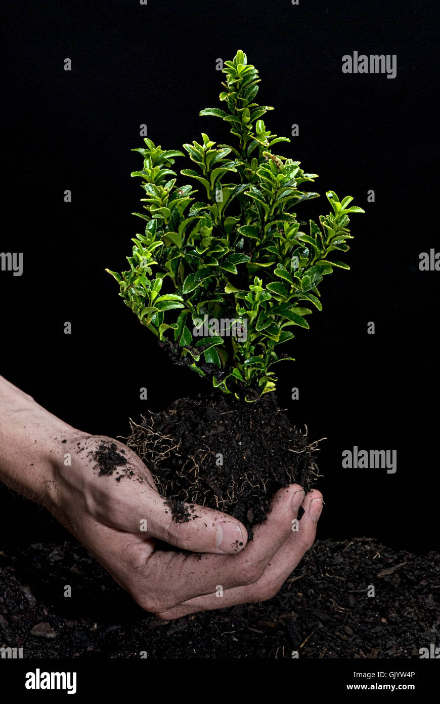 tree ground soil Stock Photo - Alamy