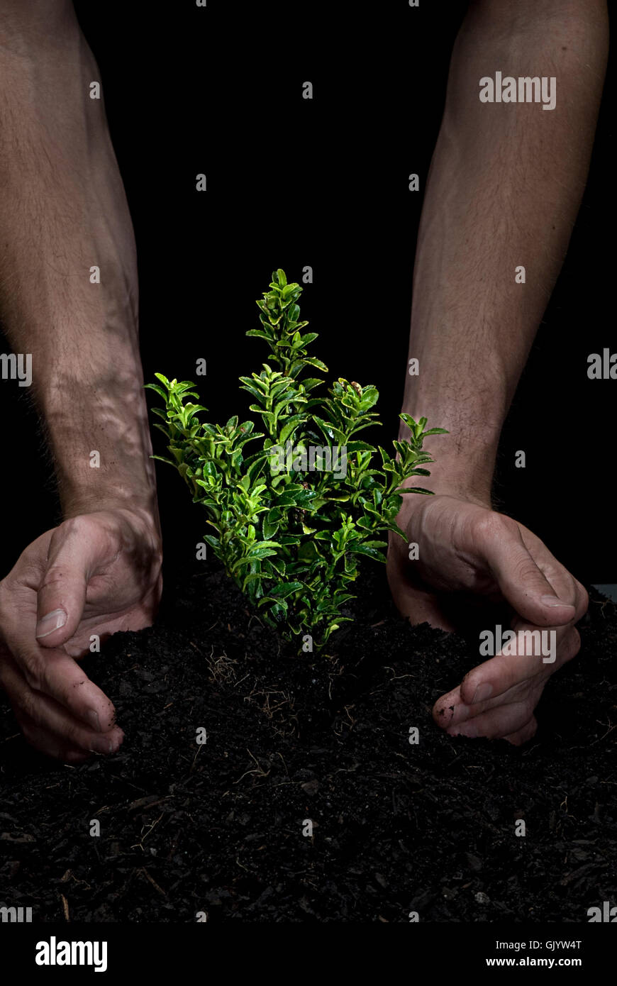 Tree ground hi-res stock photography and images - Alamy