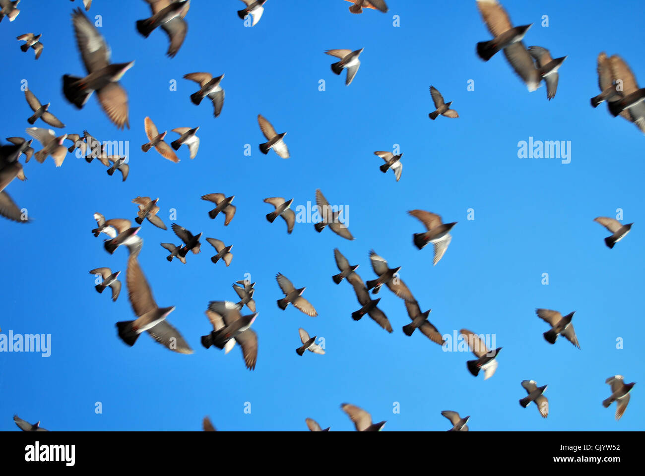 many flying pigeons Stock Photo - Alamy