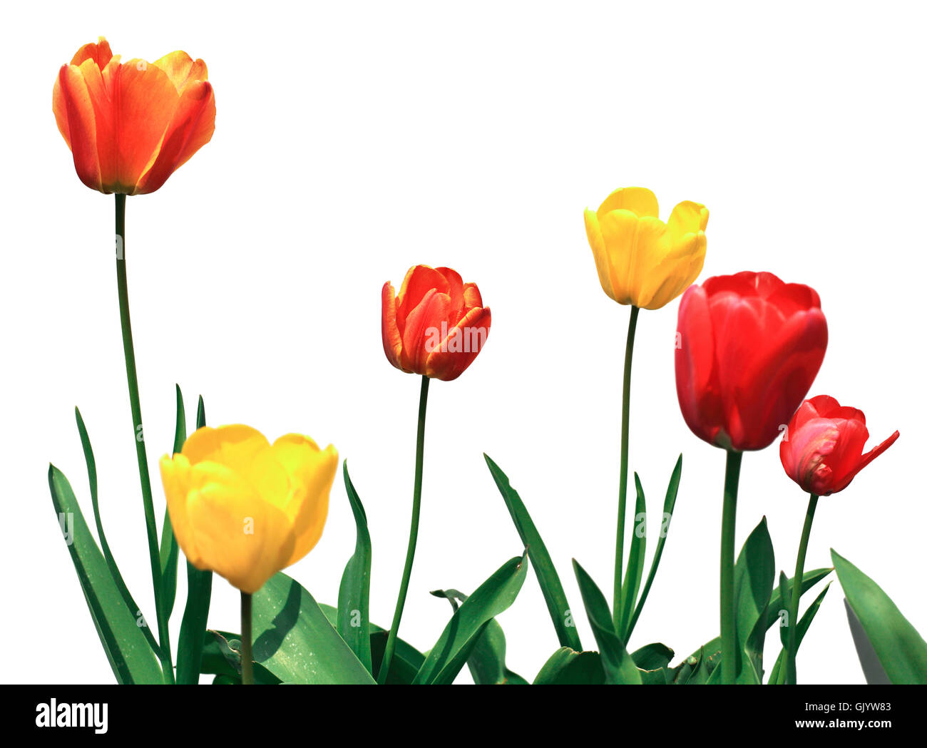 Isolated garden flower hi-res stock photography and images - Alamy