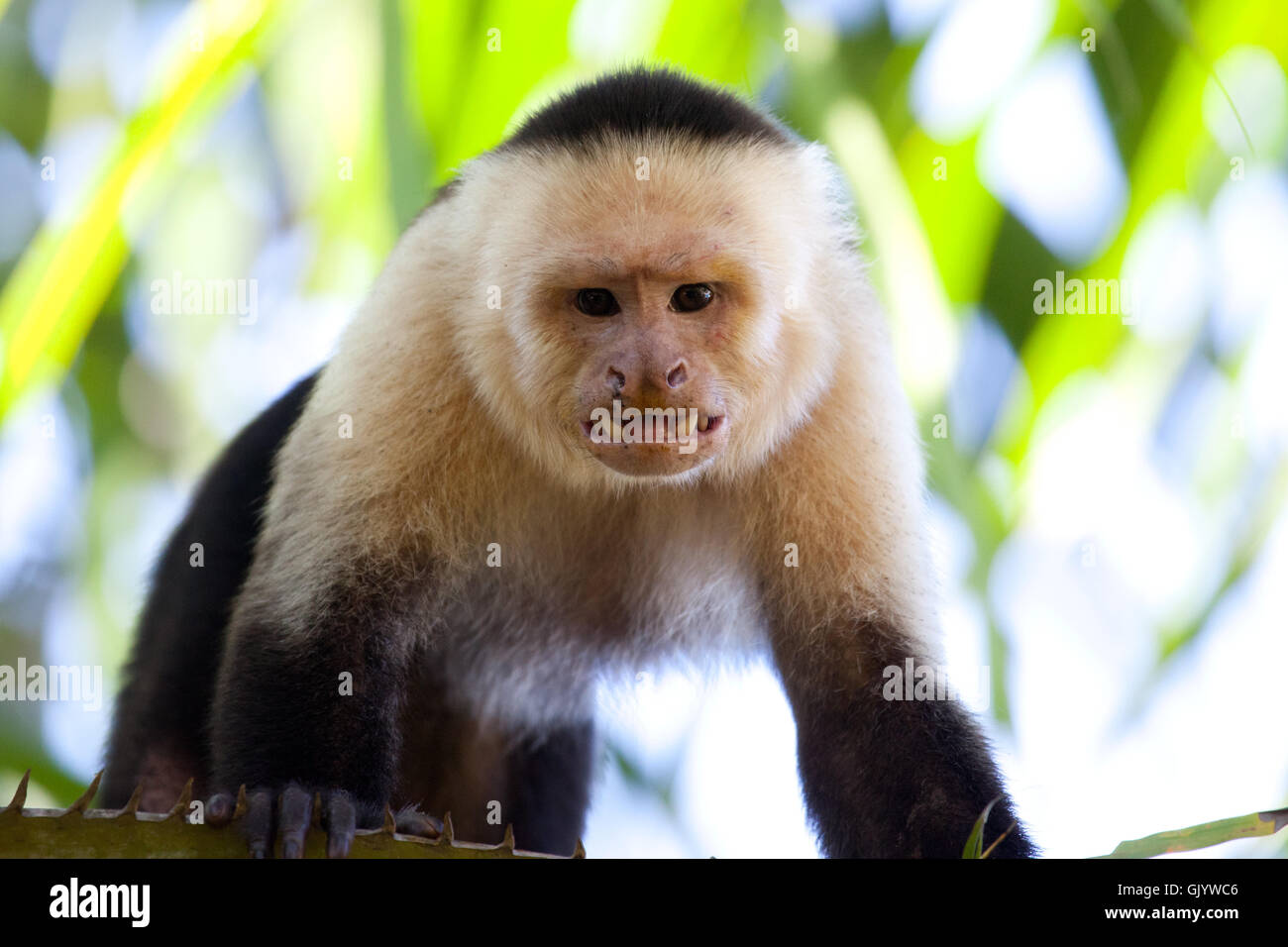 Do Capuchin Monkeys Have Teeth