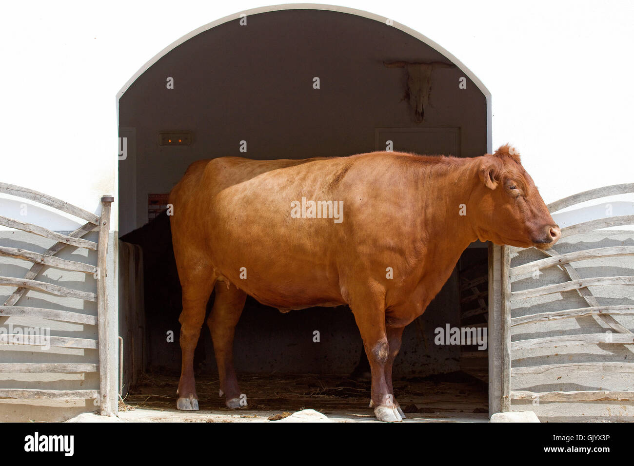 Cattle breading hi-res stock photography and images - Alamy