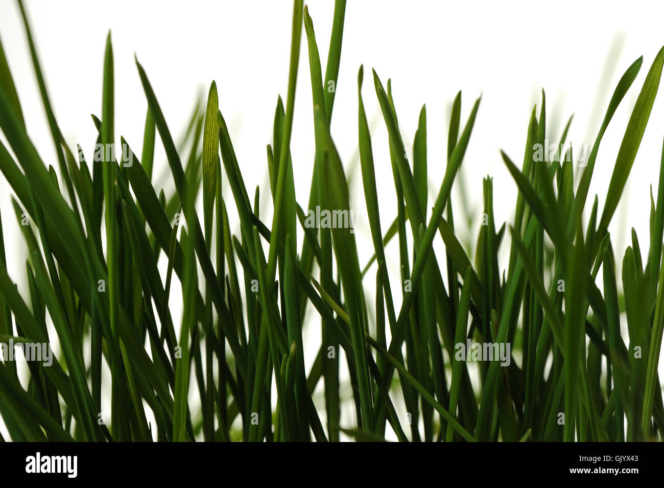 grass is isolated Stock Photo - Alamy