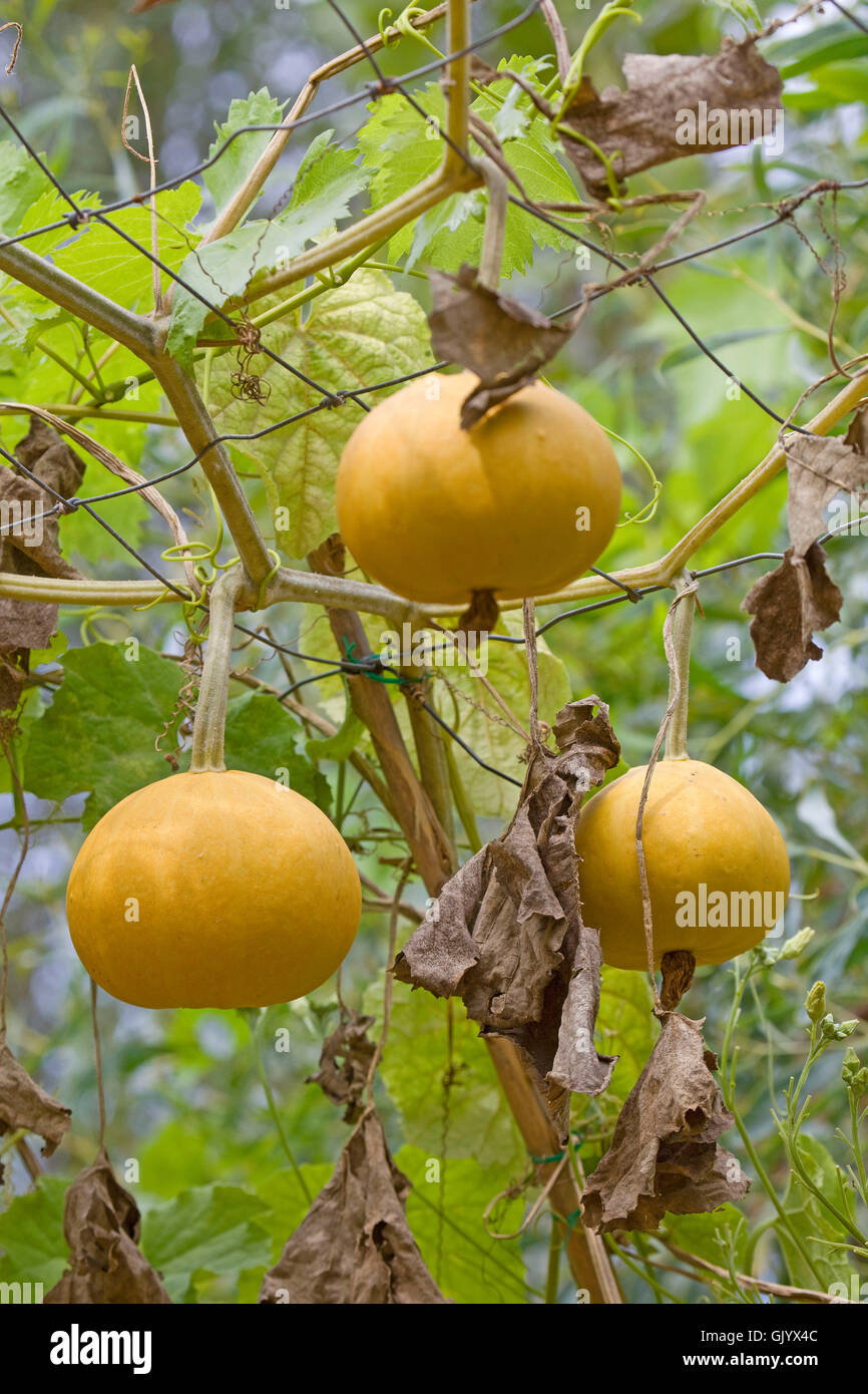 Hanging Gourd, Cucurbitaceae Stock Photo - Alamy