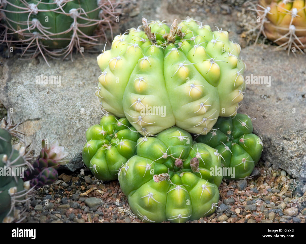 Exotic cactus 2 Stock Photo - Alamy