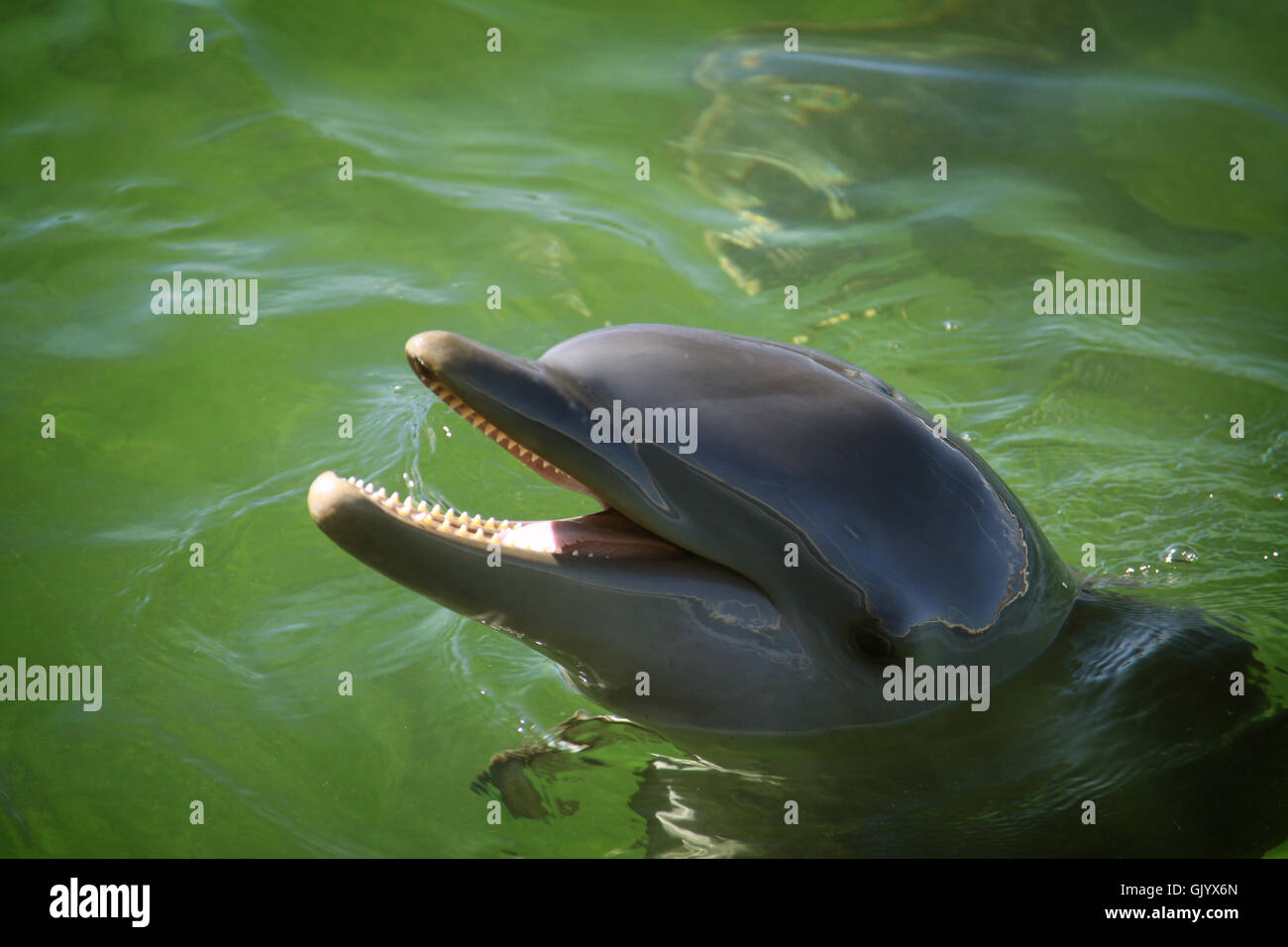 Smiling dolphin hi-res stock photography and images - Alamy