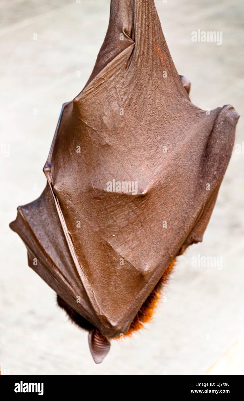 Bat wing close up hi-res stock photography and images - Alamy