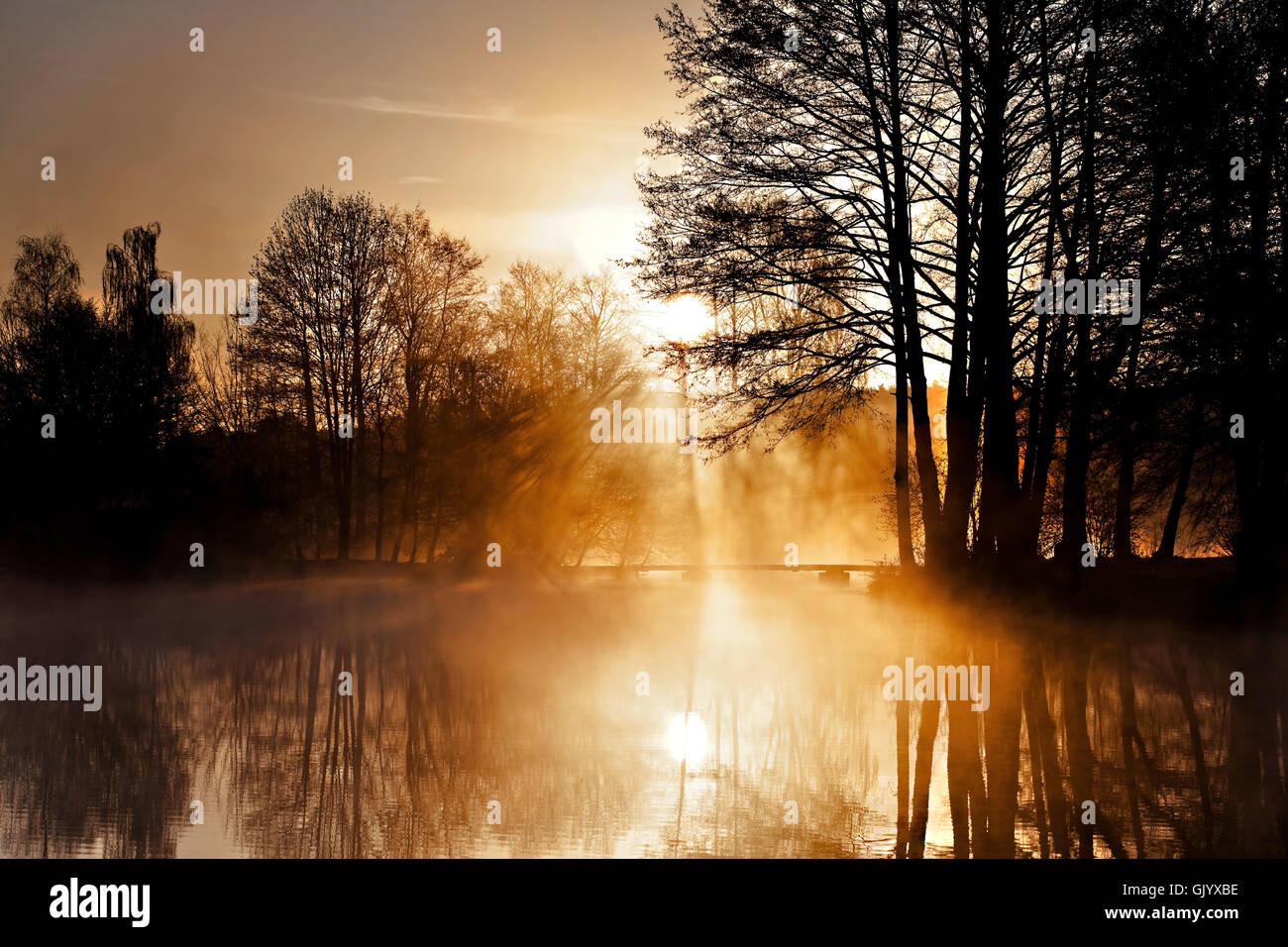 Tree and fog hi-res stock photography and images - Alamy