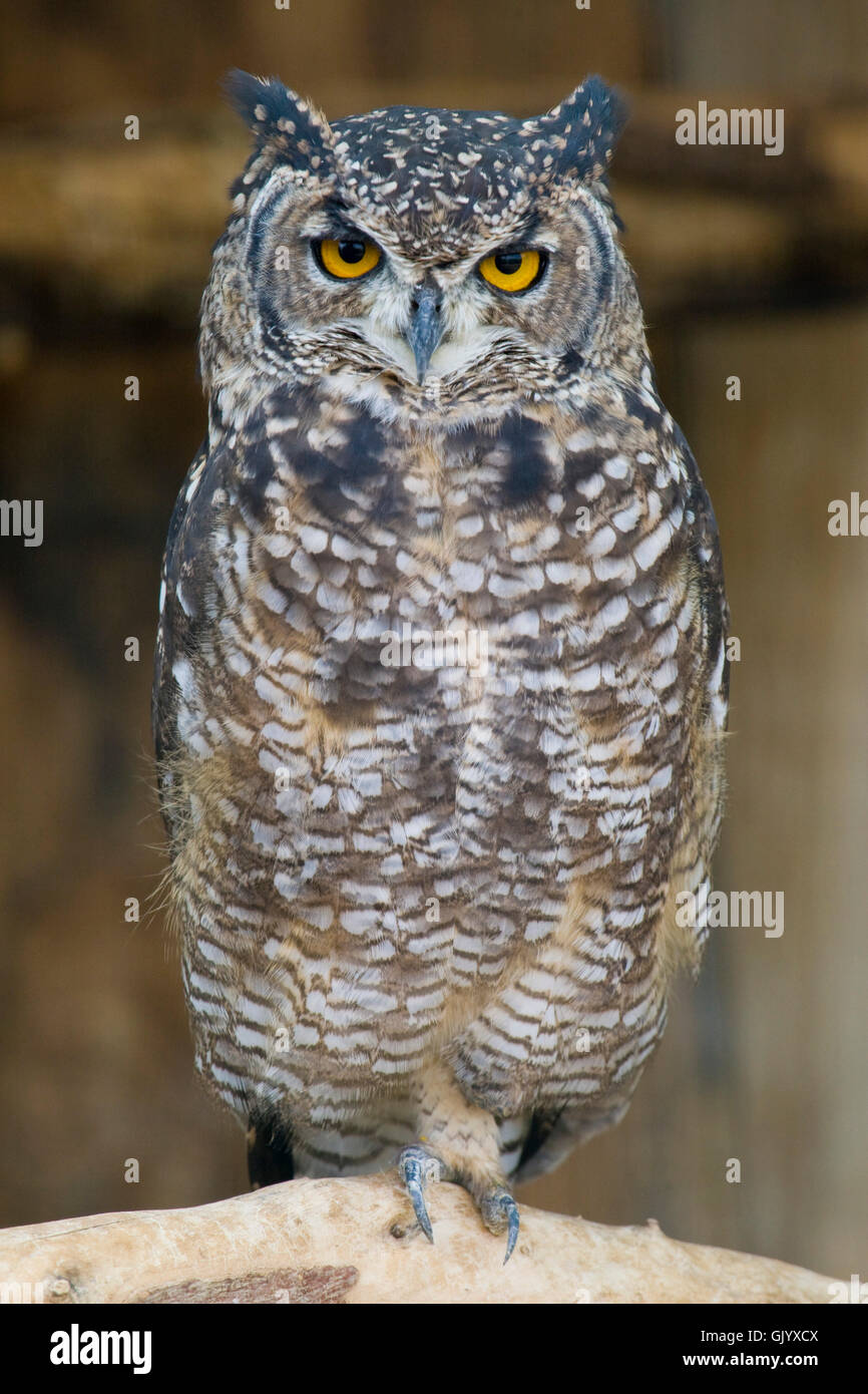 bird beak wildlife Stock Photo - Alamy