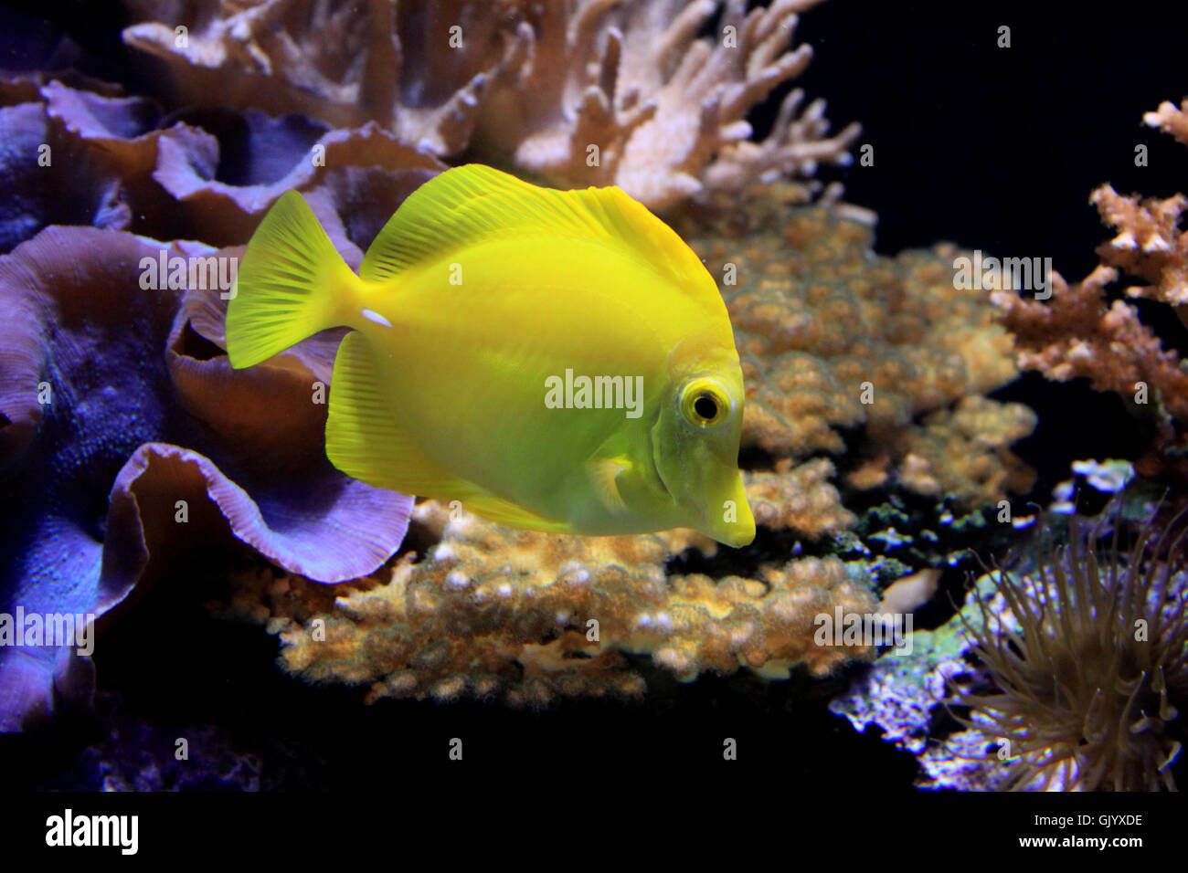 animal animals fish Stock Photo - Alamy