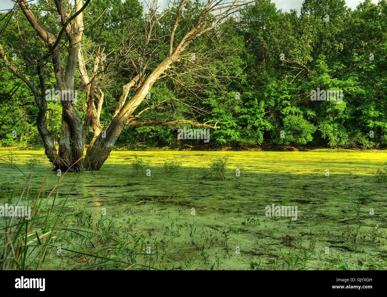 Bog and dry tree Stock Photo - Alamy