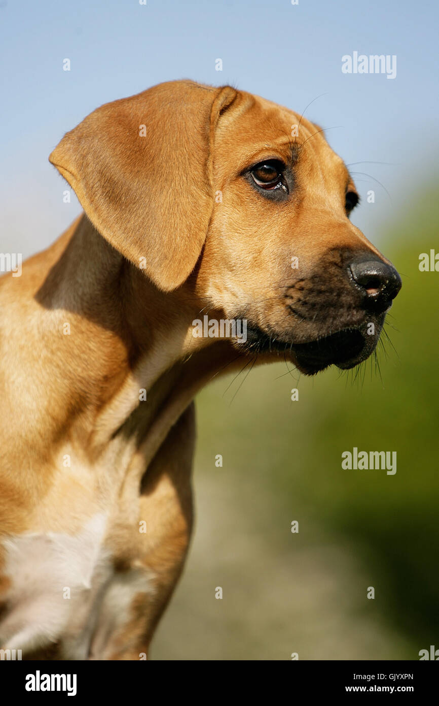 Brown rhodesian ridgeback hi-res stock photography and images - Alamy