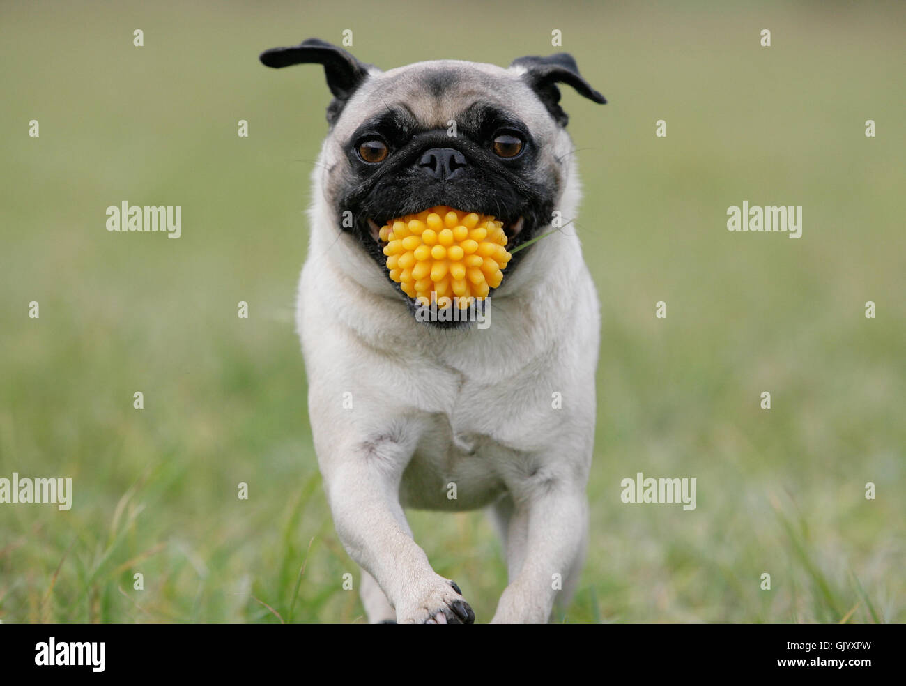 Fetch pug hi-res stock photography and images - Alamy