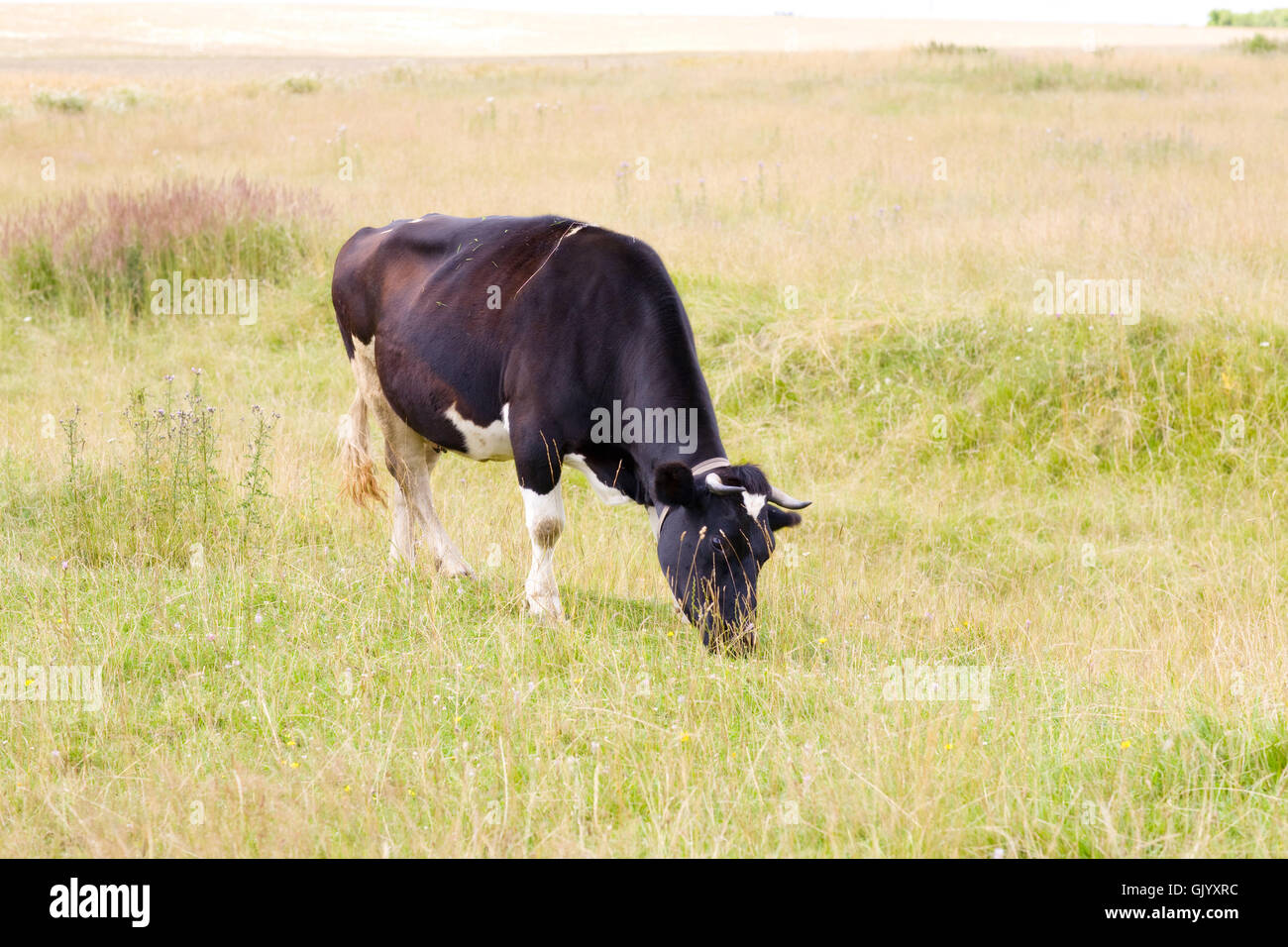 cow in the field Stock Photo - Alamy