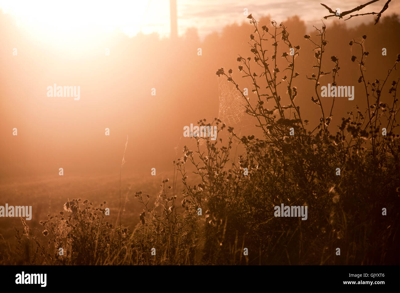 dry grass and sunrays Stock Photo - Alamy