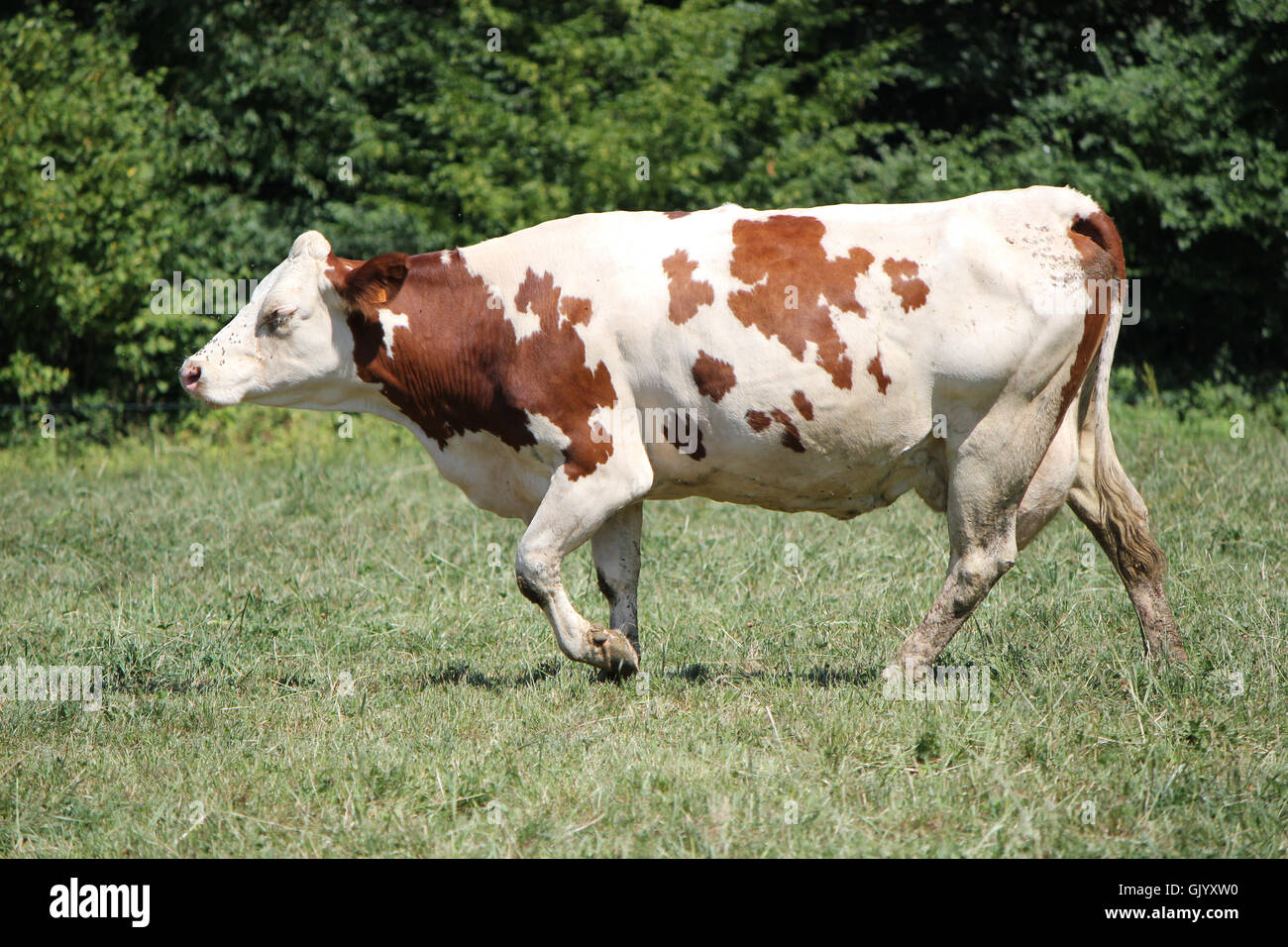 Cow paws hi-res stock photography and images - Alamy