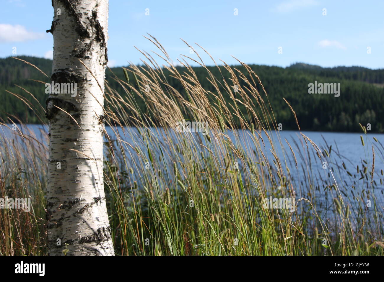 Nordmarka forest hi-res stock photography and images - Alamy