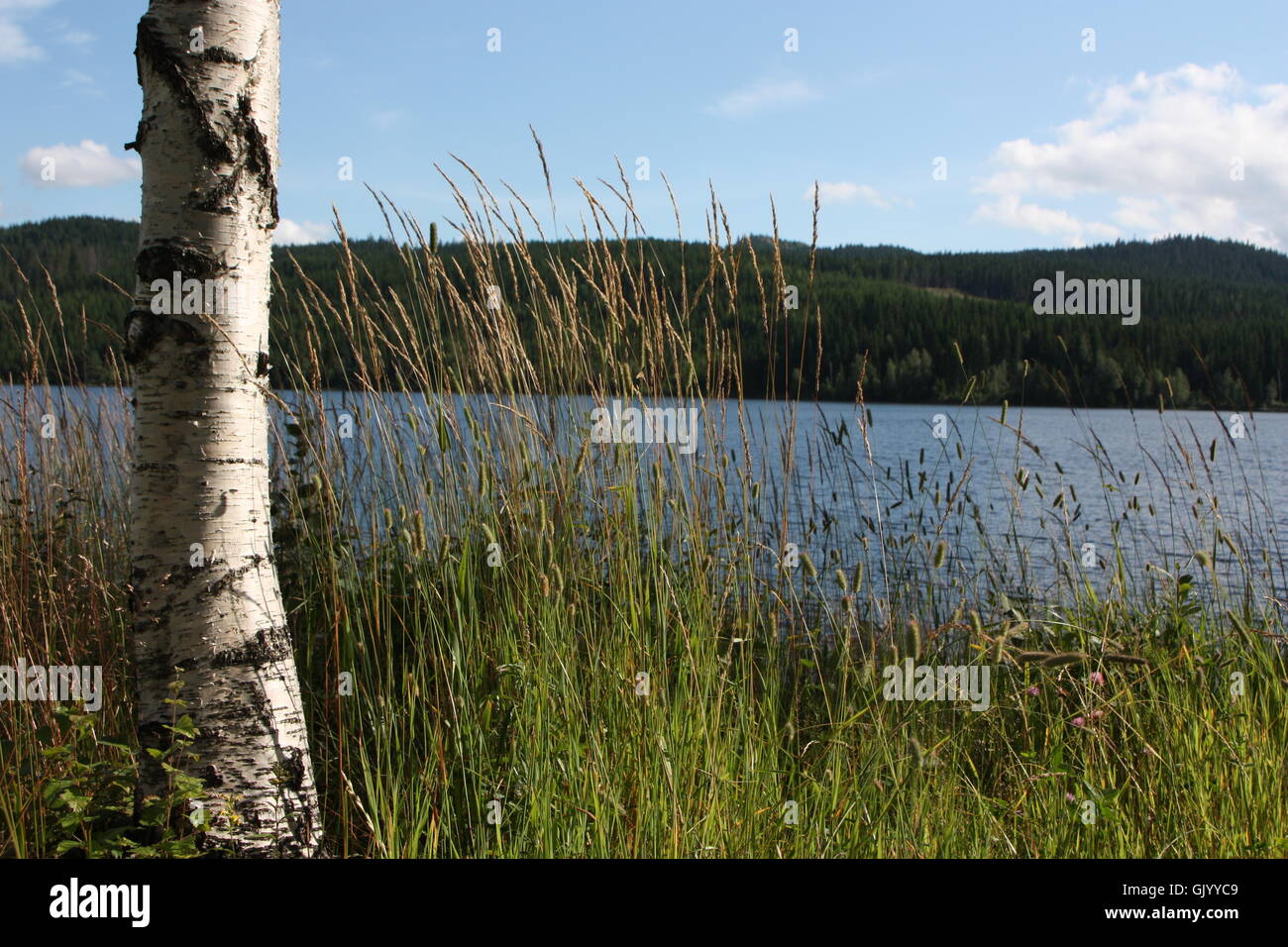 Nordmarka forest hi-res stock photography and images - Alamy
