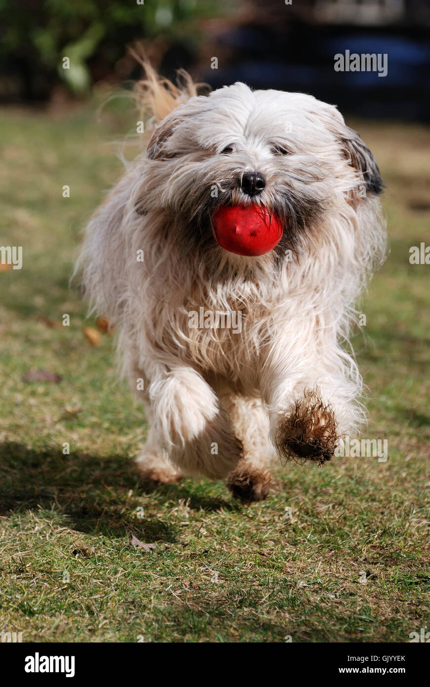 dog spring bouncing Stock Photo - Alamy
