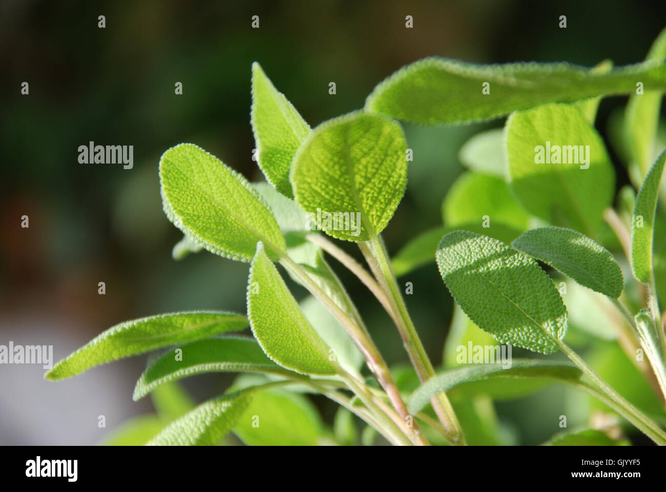 Truer hi-res stock photography and images - Alamy