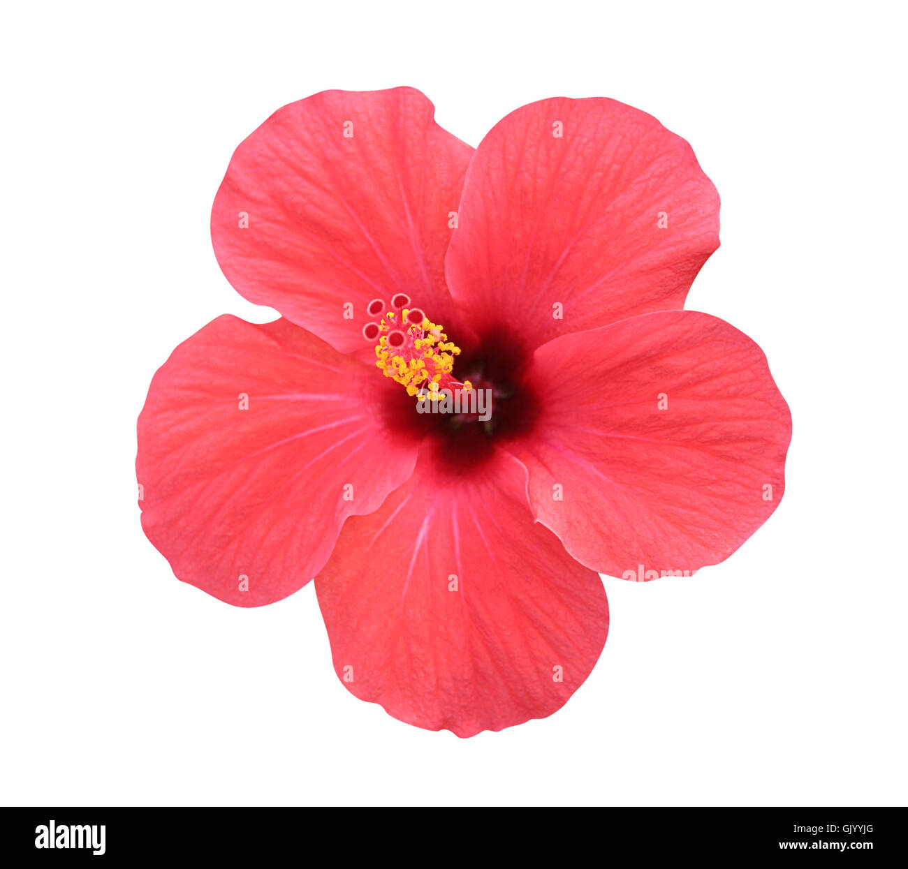 isolated flower plant Stock Photo - Alamy