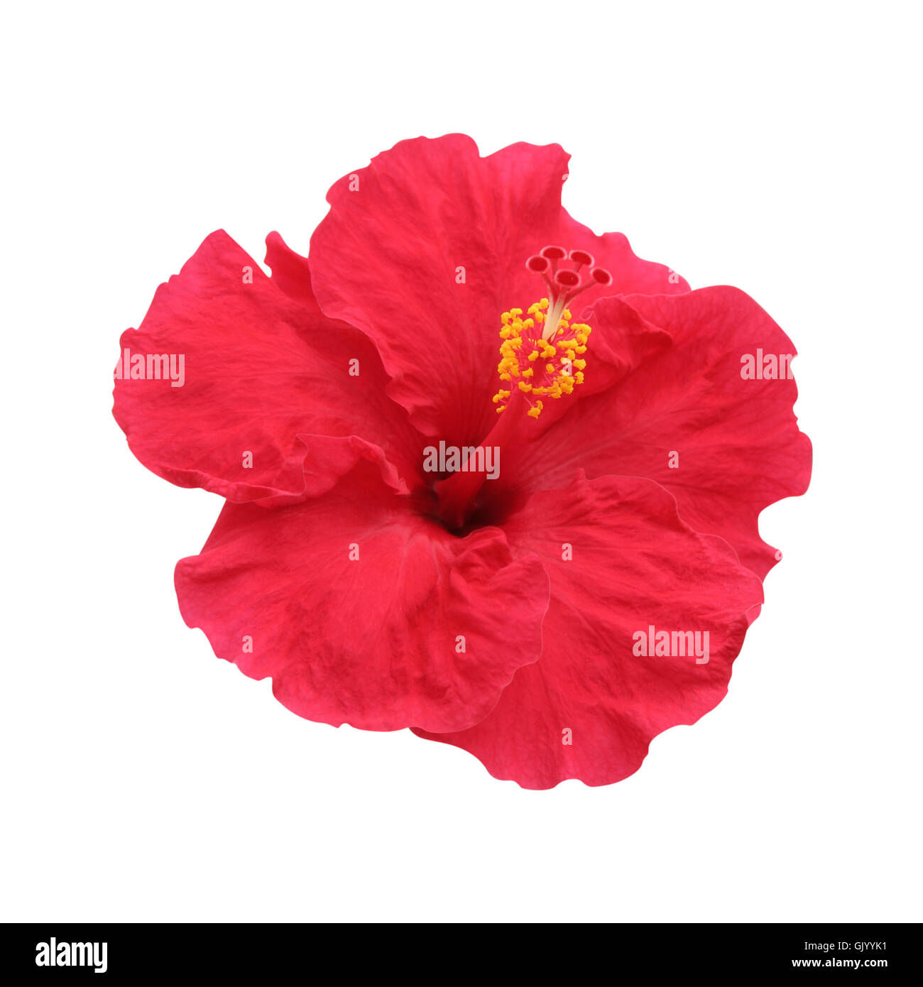 isolated flower plant Stock Photo - Alamy