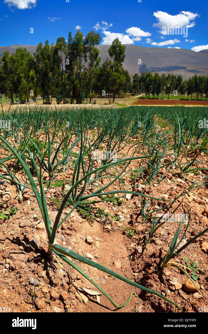 Planta de cebolla hi-res stock photography and images - Alamy