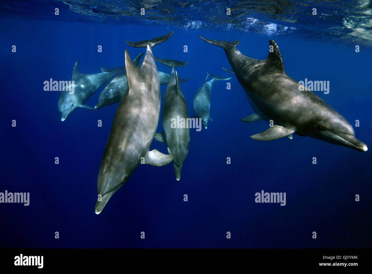 Grosser vertraut hi-res stock photography and images - Alamy