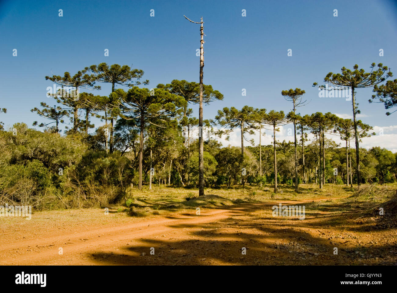 Araucaria Pine Tree Stock Photo - Alamy