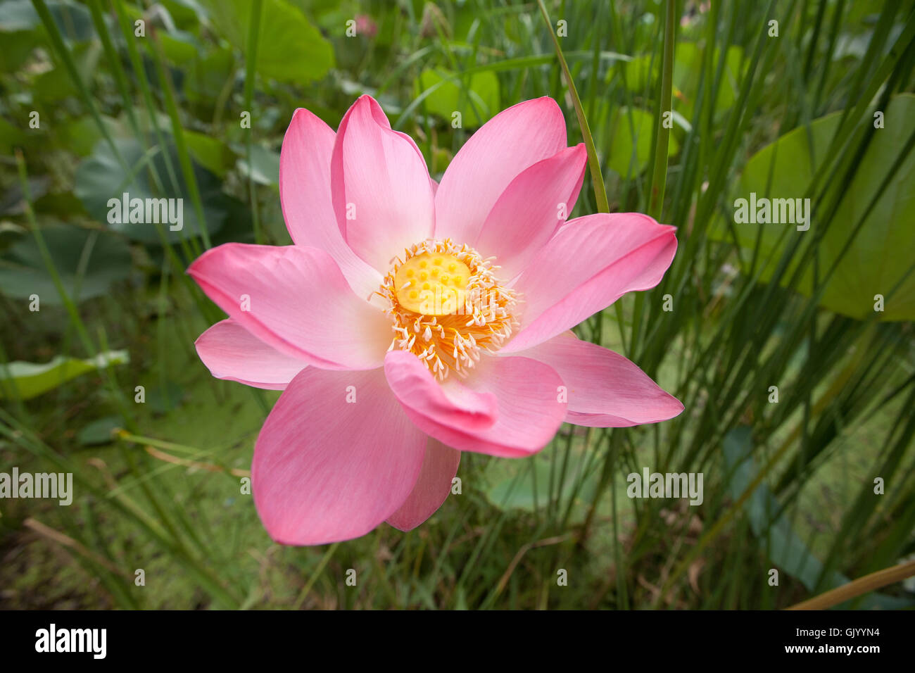 One lotus flower hi-res stock photography and images - Alamy