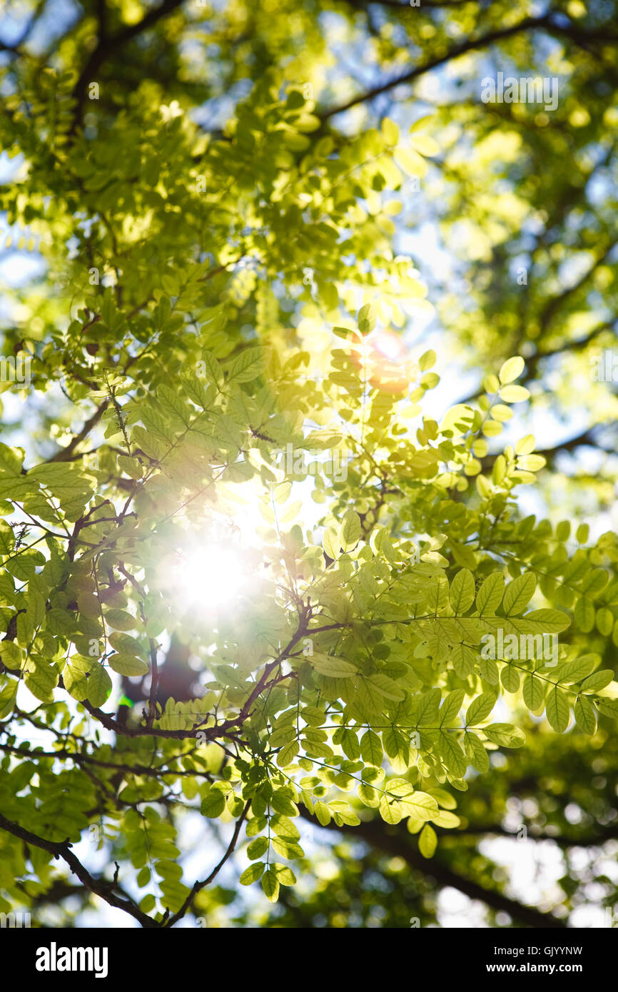 top of the trees Stock Photo - Alamy