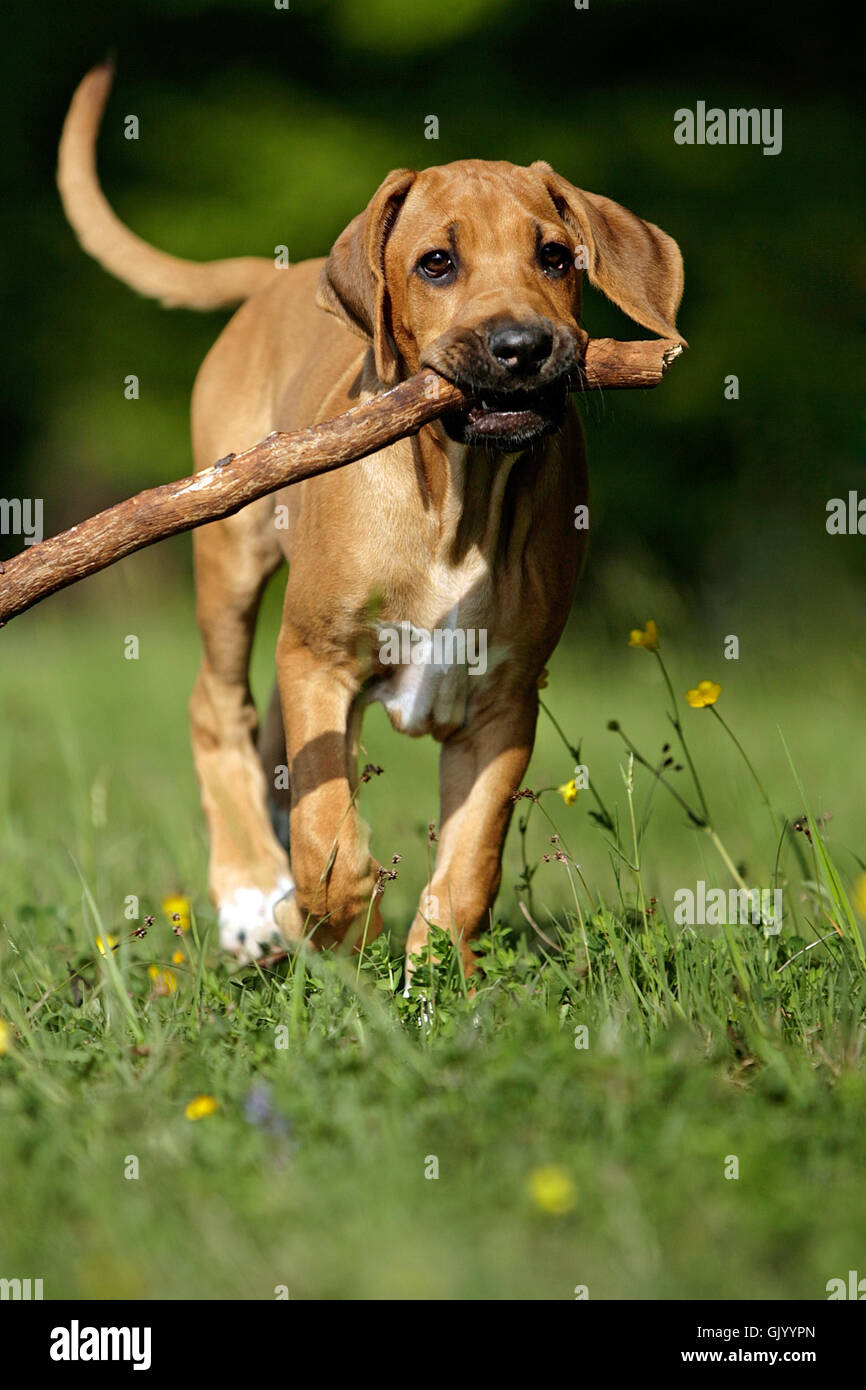dog branch pedigree dog Stock Photo - Alamy