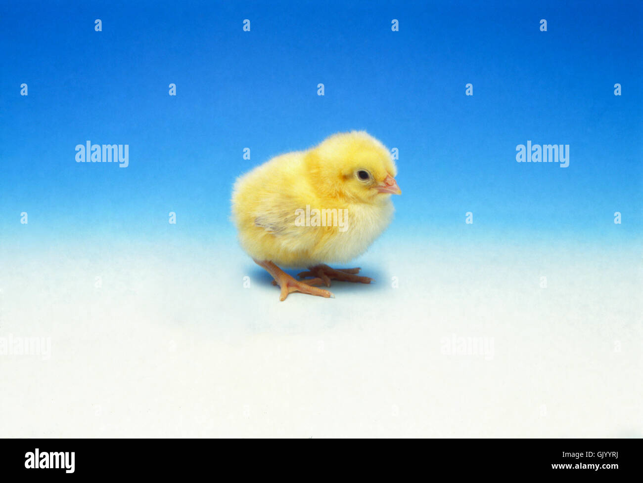 Lonely chicken hi-res stock photography and images - Alamy