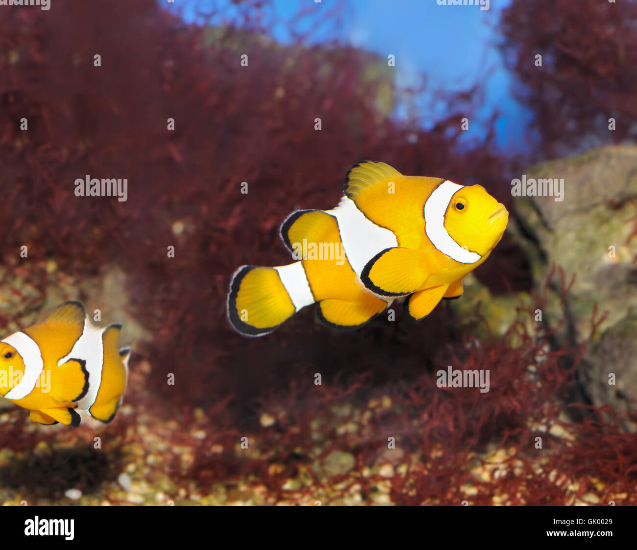 Fish - the clown Stock Photo - Alamy