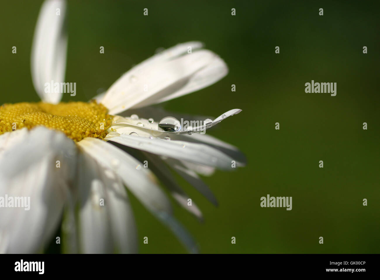 White daisy with a drop of dew Stock Photo - Alamy