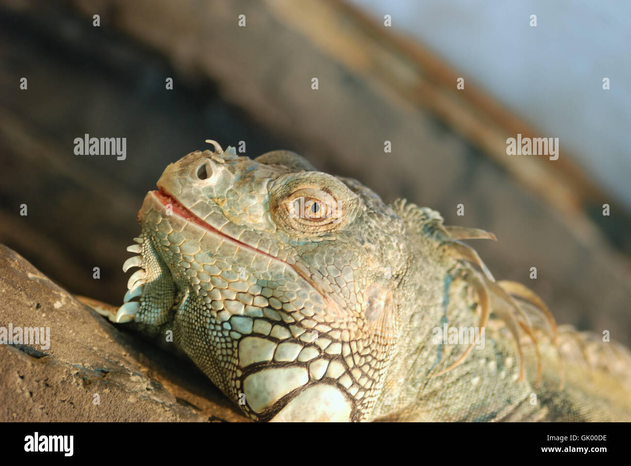 Large lizard eye hi-res stock photography and images - Alamy