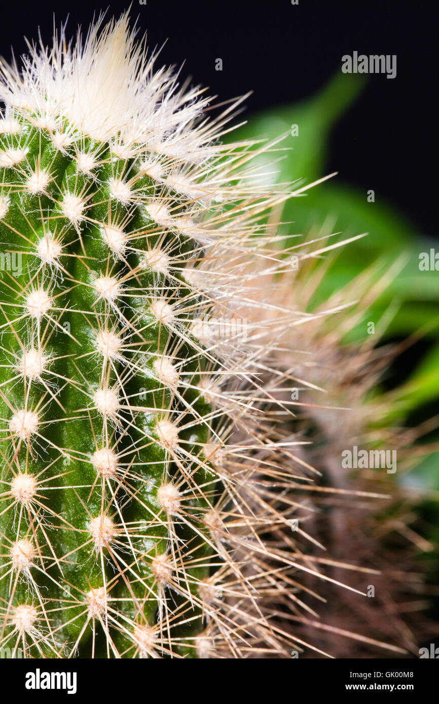 pointed decoration cactus Stock Photo - Alamy