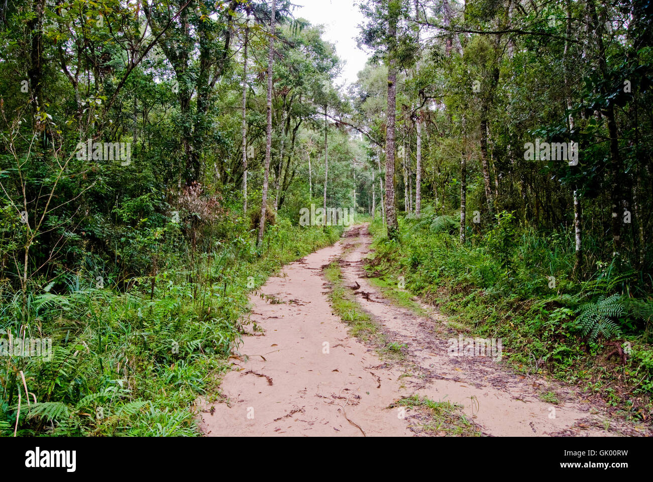 Road on the Forest Stock Photo - Alamy