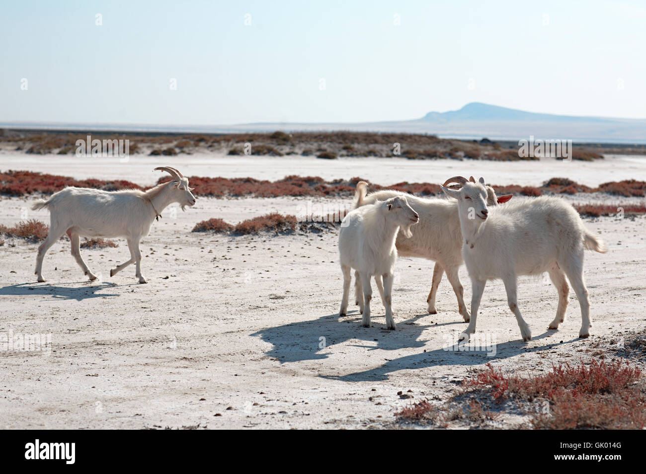 Four horned goat hi-res stock photography and images - Alamy