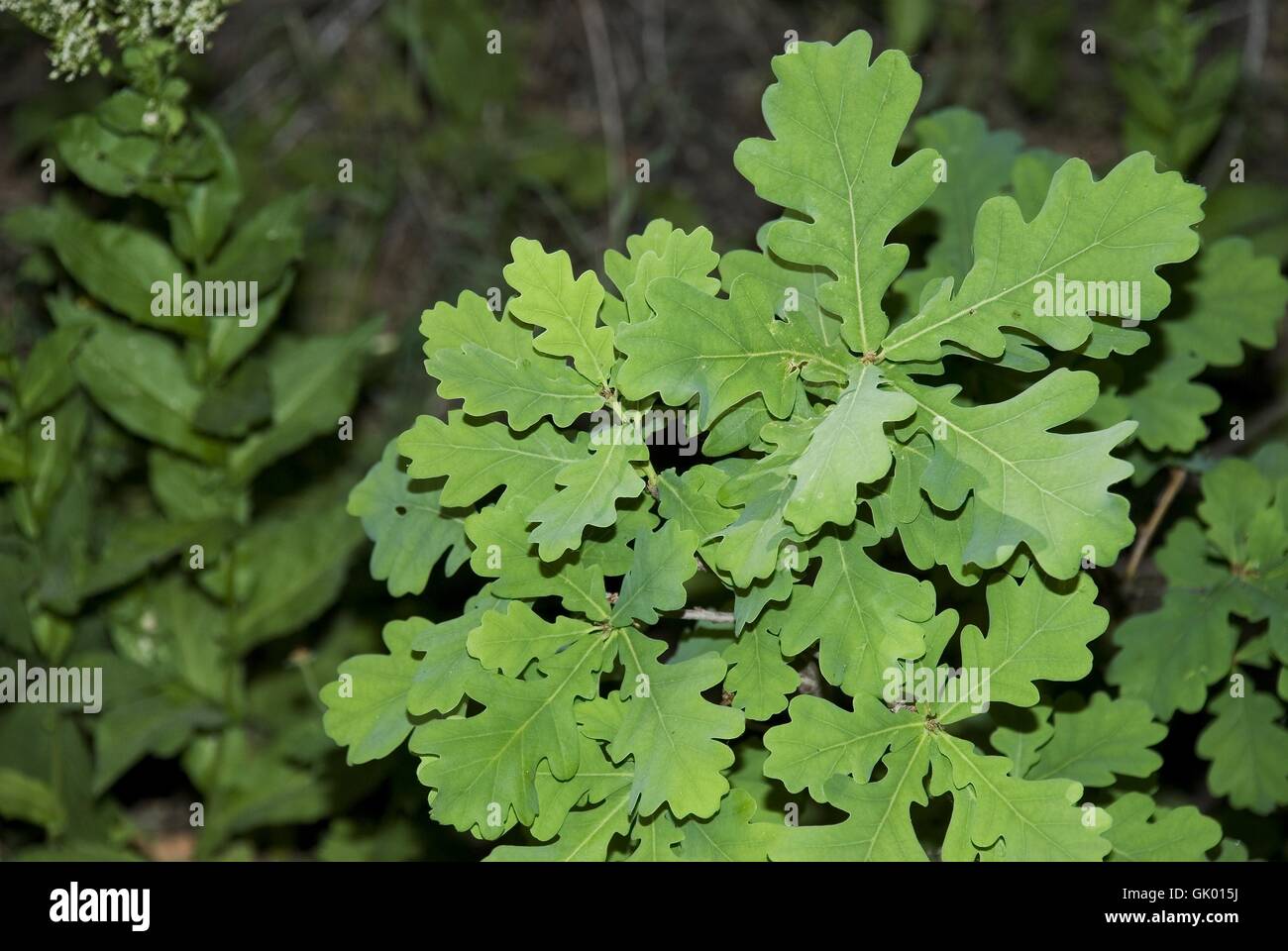 Young tree of an oak2 Stock Photo - Alamy