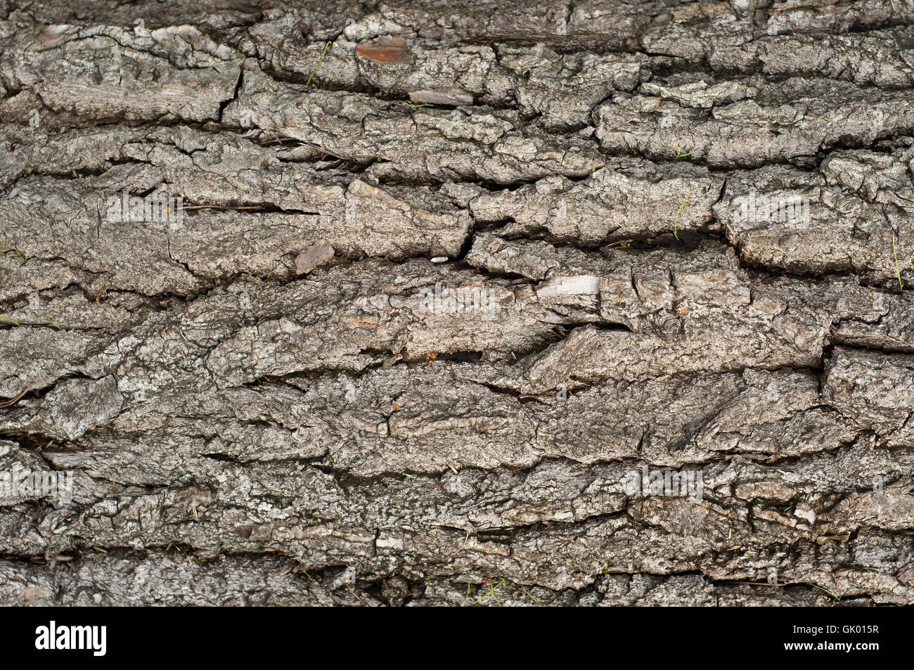Tree bark texture from an old tree Stock Photo - Alamy