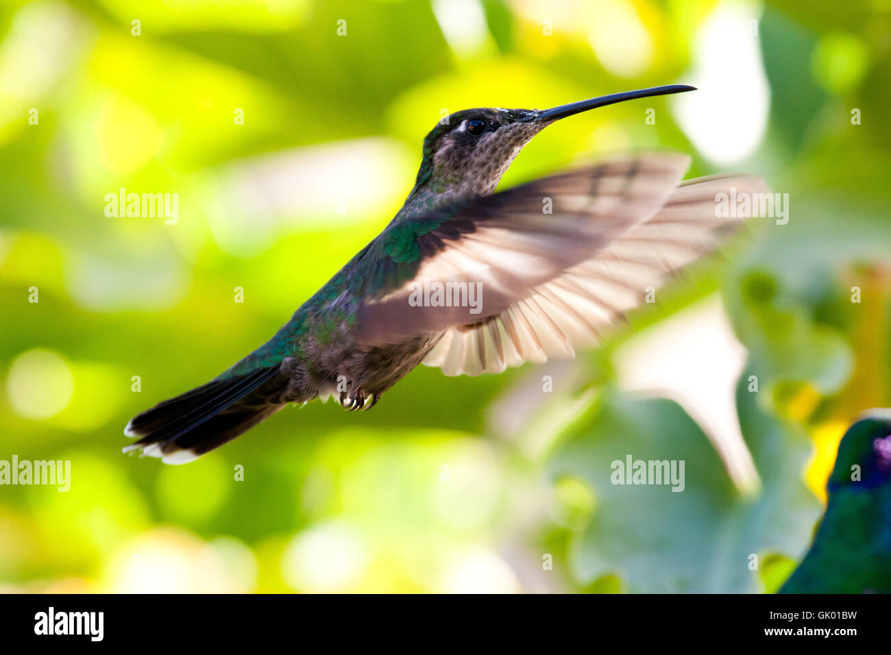 Hummingbird wings speed hi-res stock photography and images - Alamy