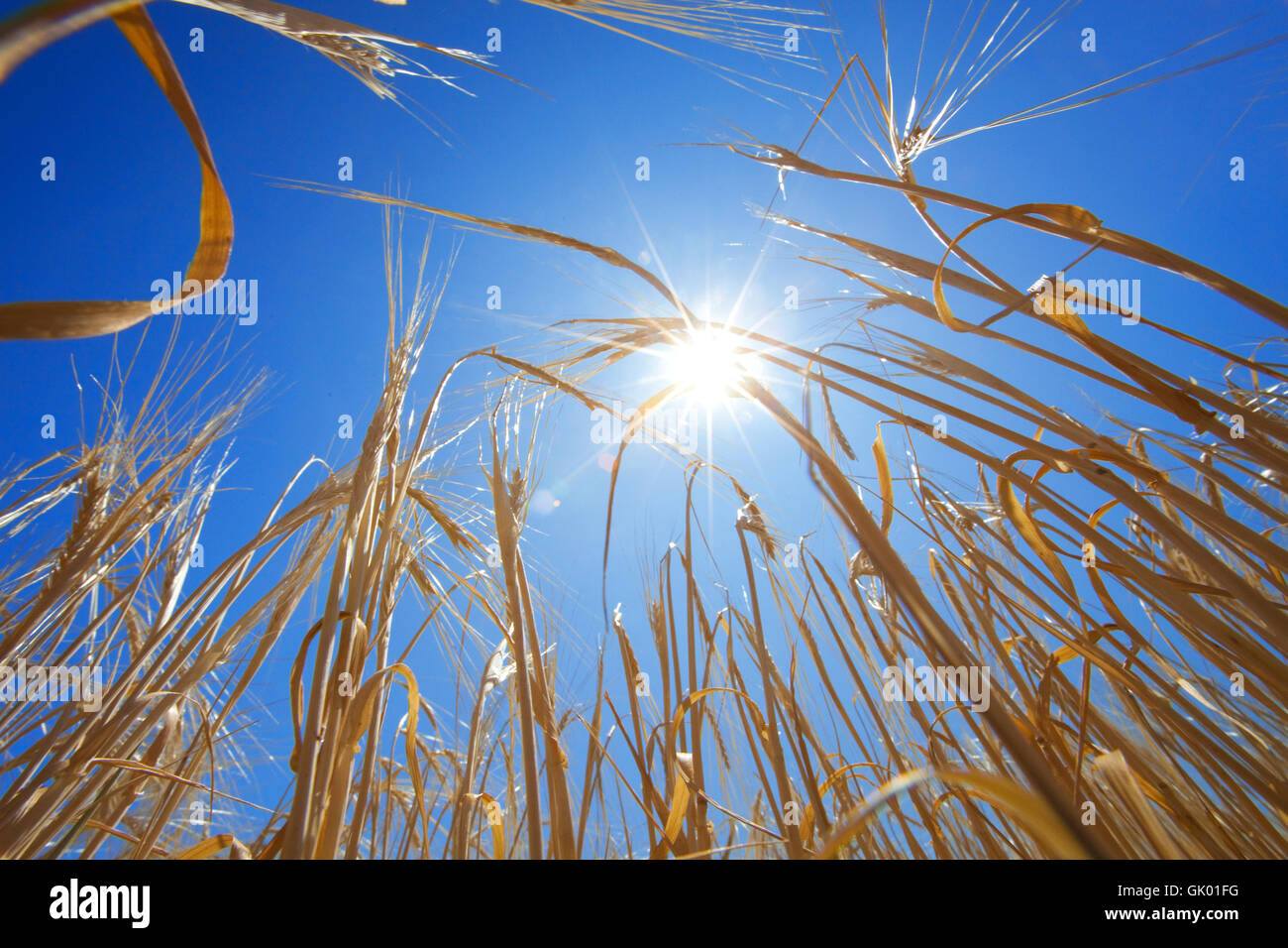 field and sun Stock Photo - Alamy