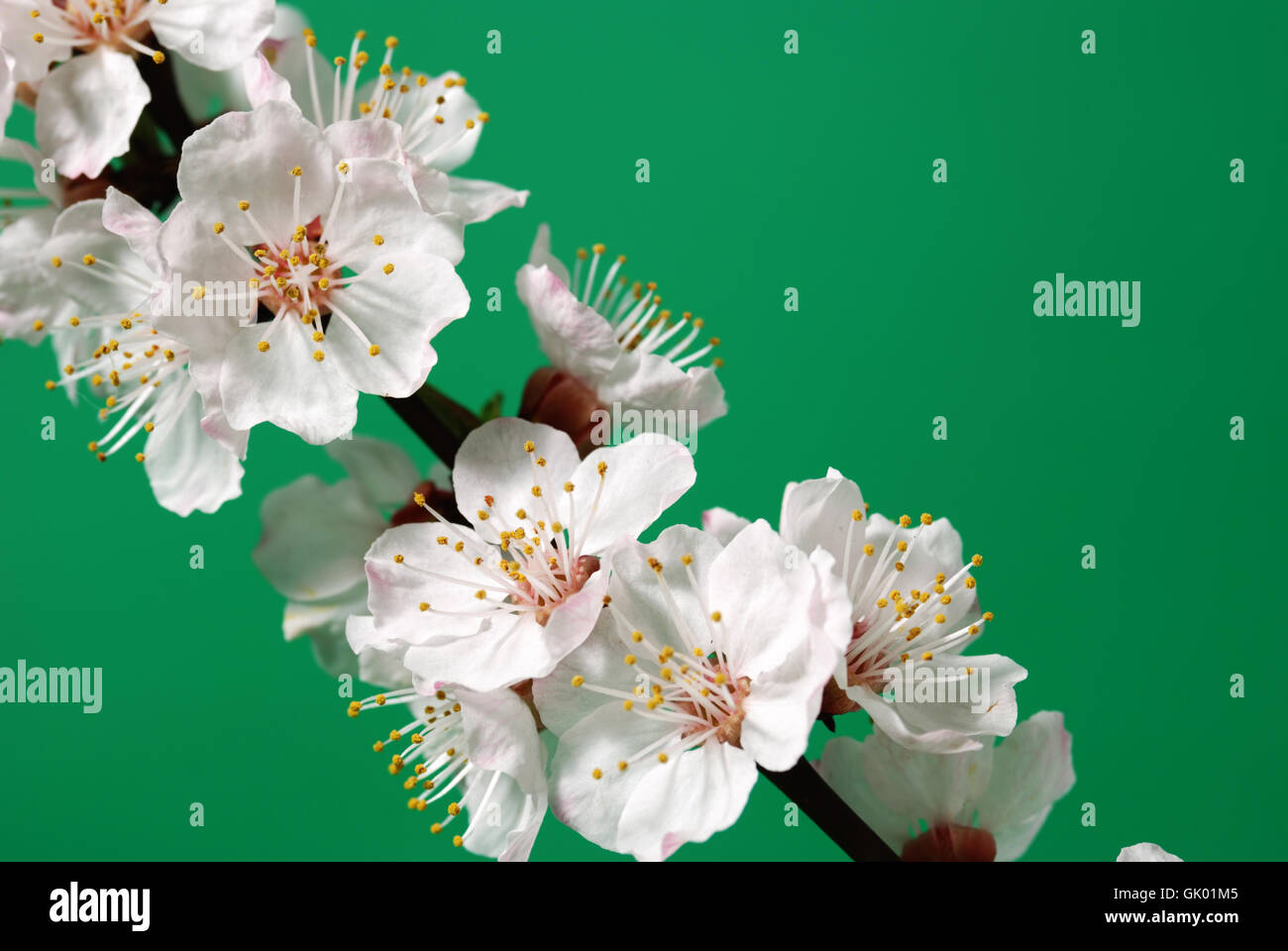 Blossoming branch of a tree Stock Photo - Alamy