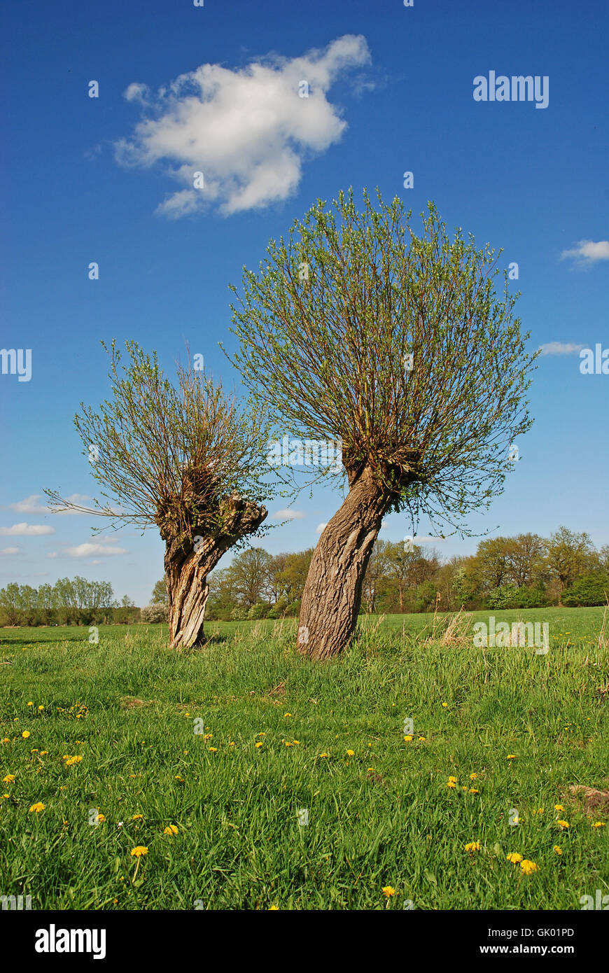 Willow trees hi-res stock photography and images - Alamy