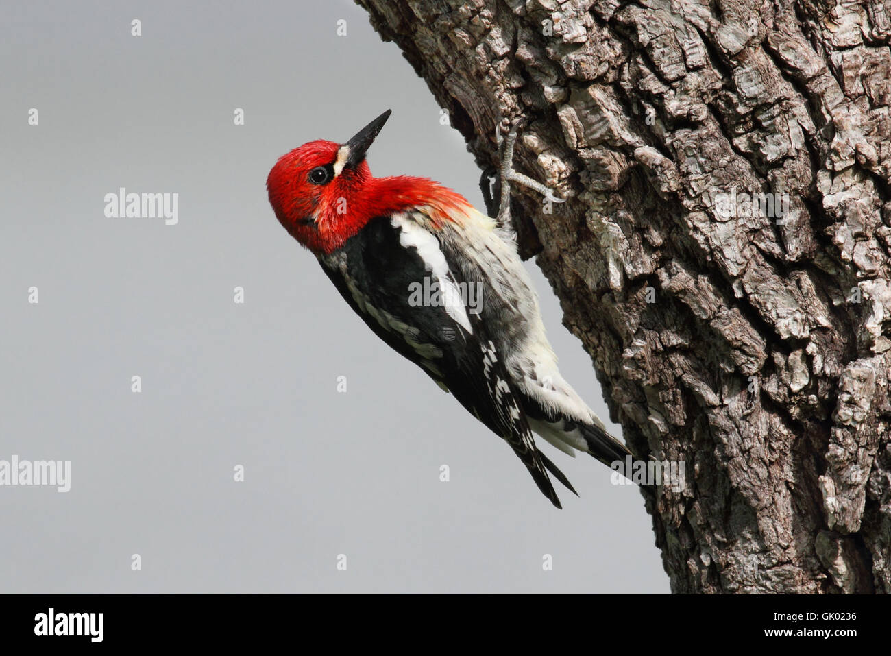 tree bird wild Stock Photo - Alamy
