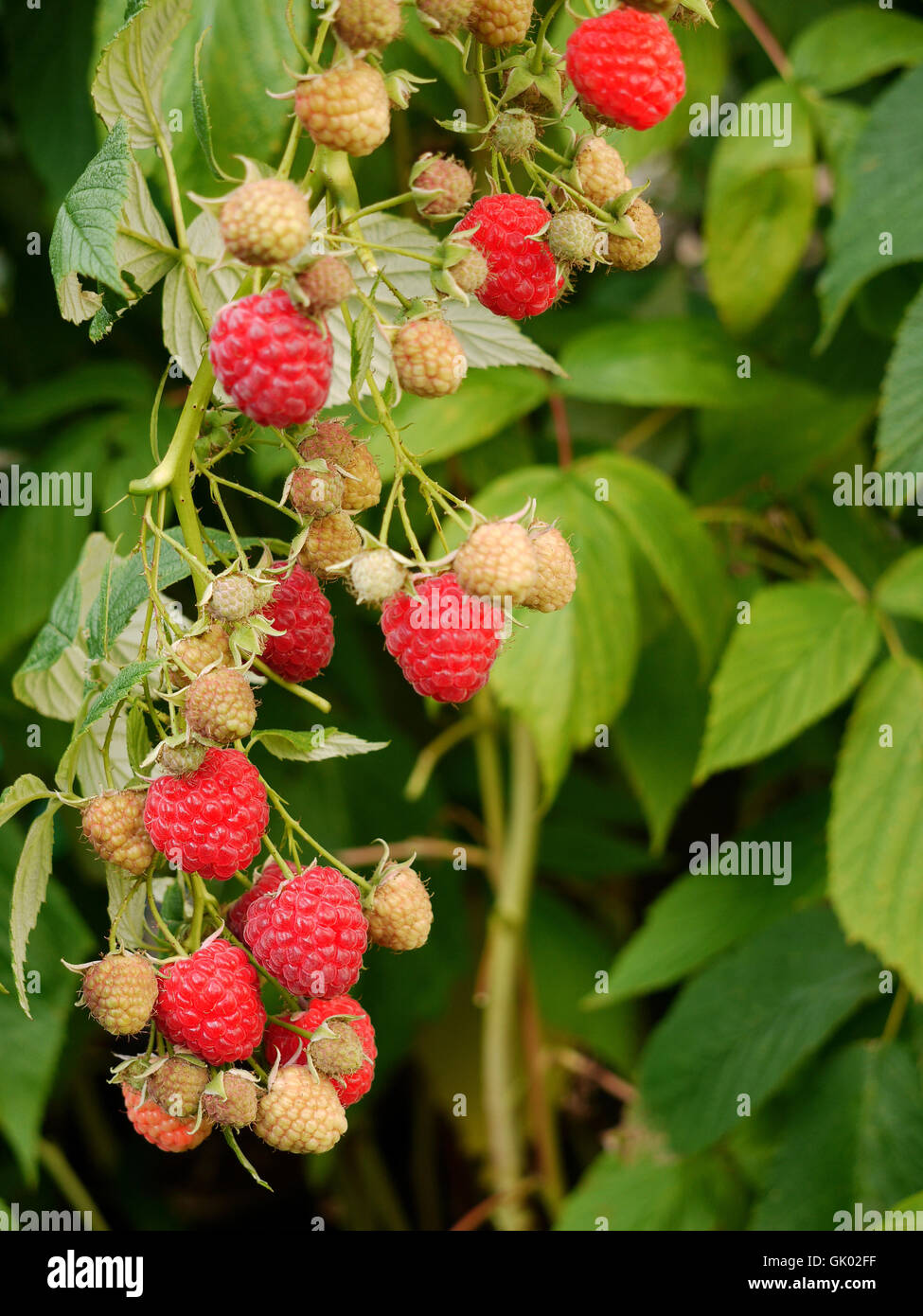 Himbeersorten hi-res stock photography and images - Alamy
