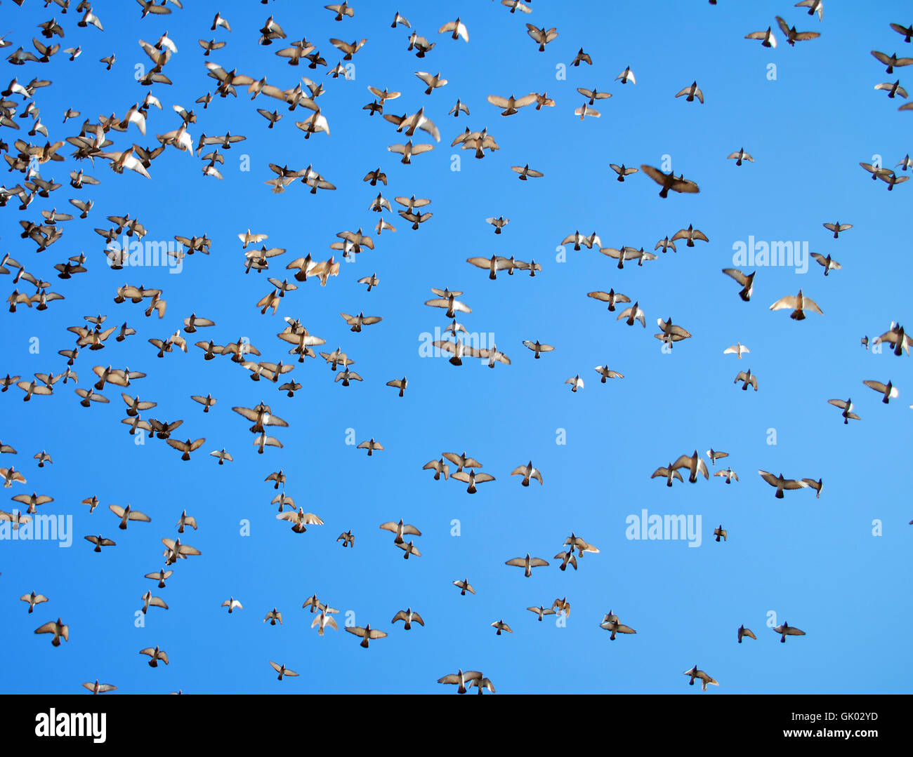 many flying pigeons Stock Photo - Alamy